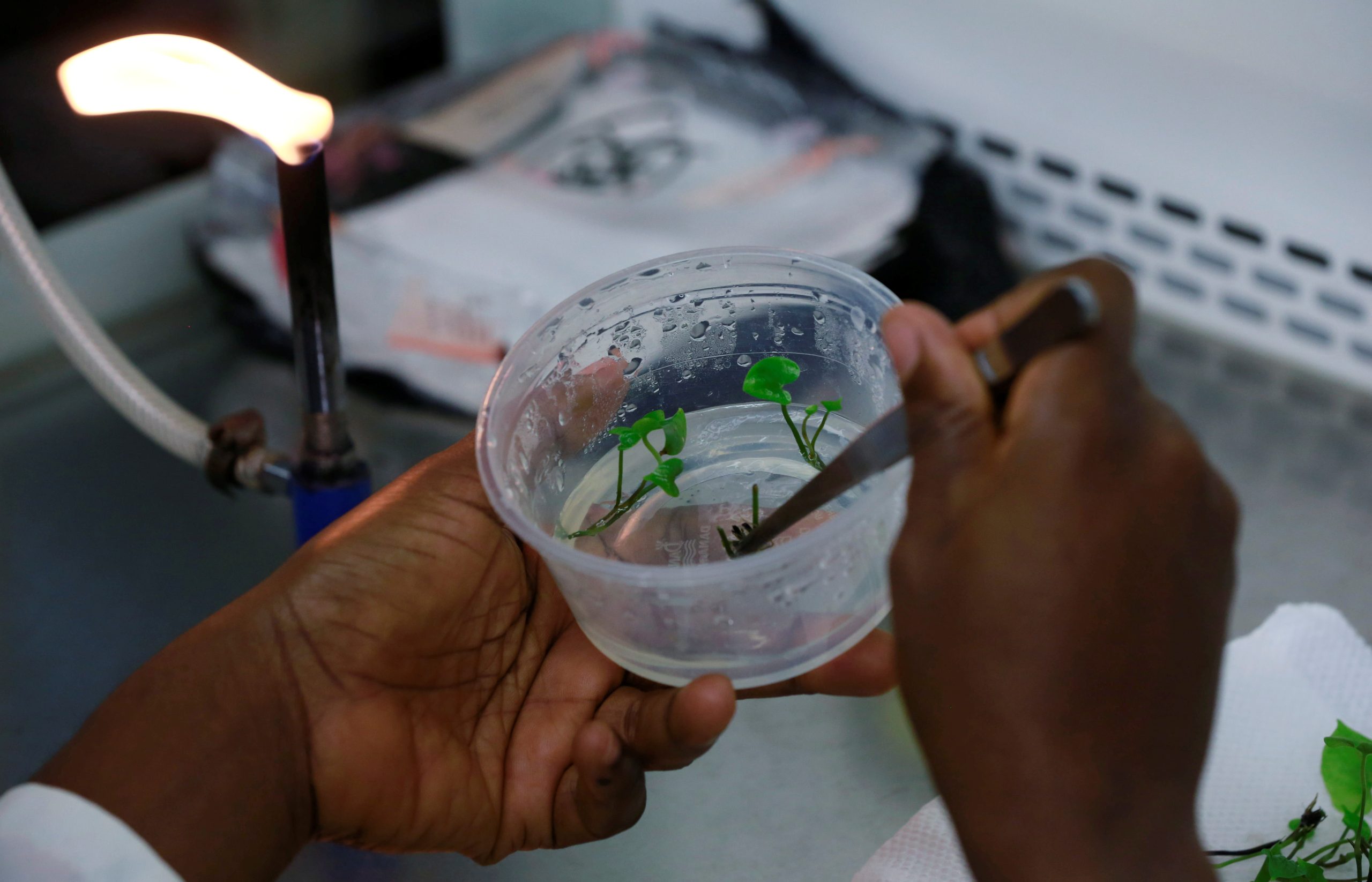 Gene-edited seeds now subject to lax rules in Canada - CANADIAN AFFAIRS