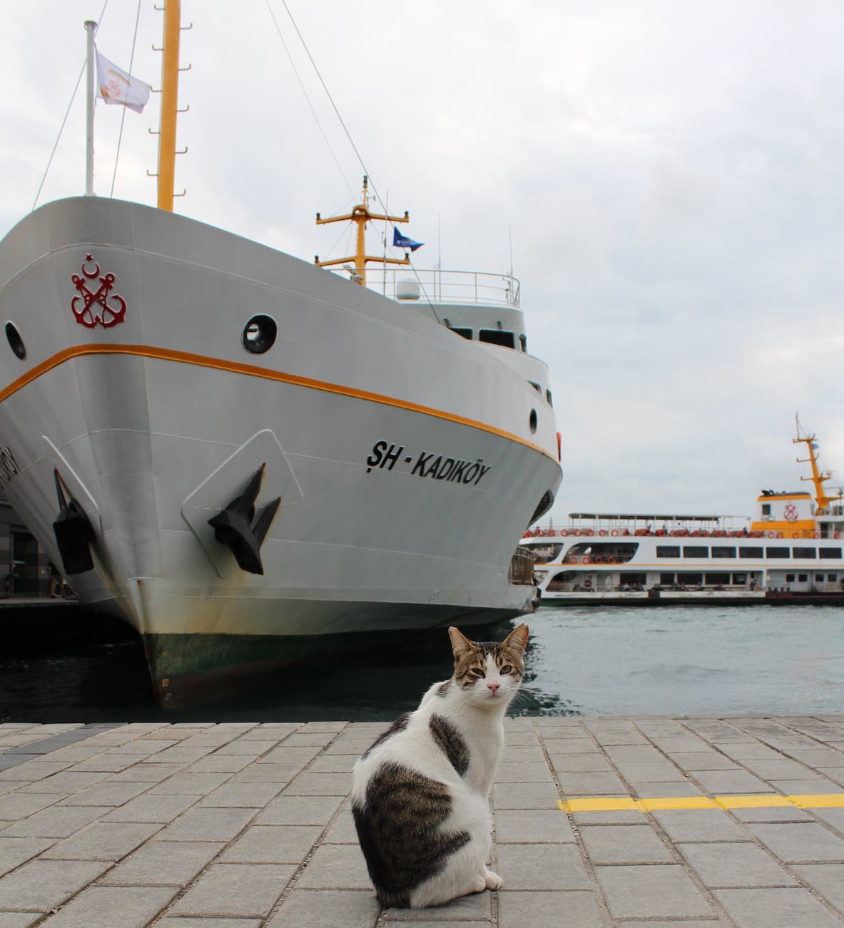 All paws on deck: Singapore company launches luxury cat cruise ...