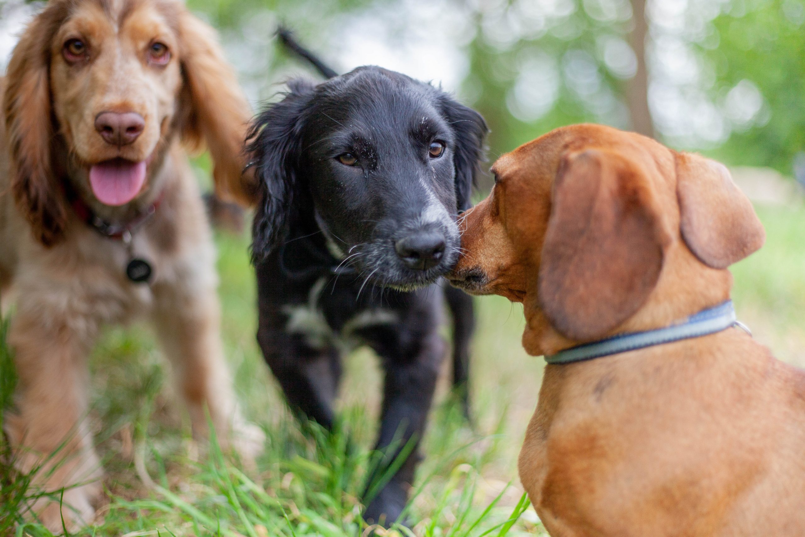 Doggie daycare auditions leave pet owners on tenterhooks - Canadian Affairs