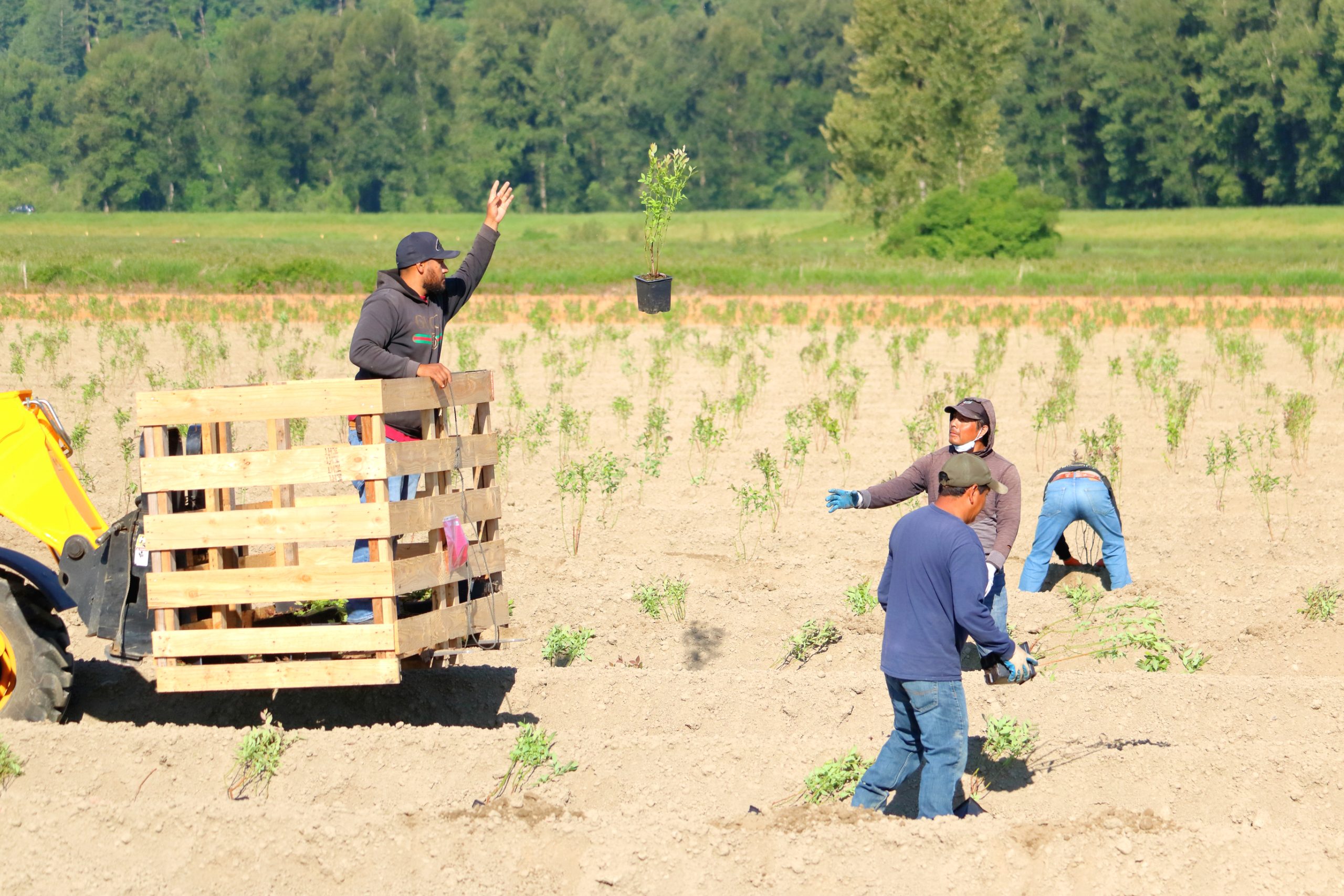 Job vacancies in agriculture to reach 100,000 by 2030 - Canadian Affairs
