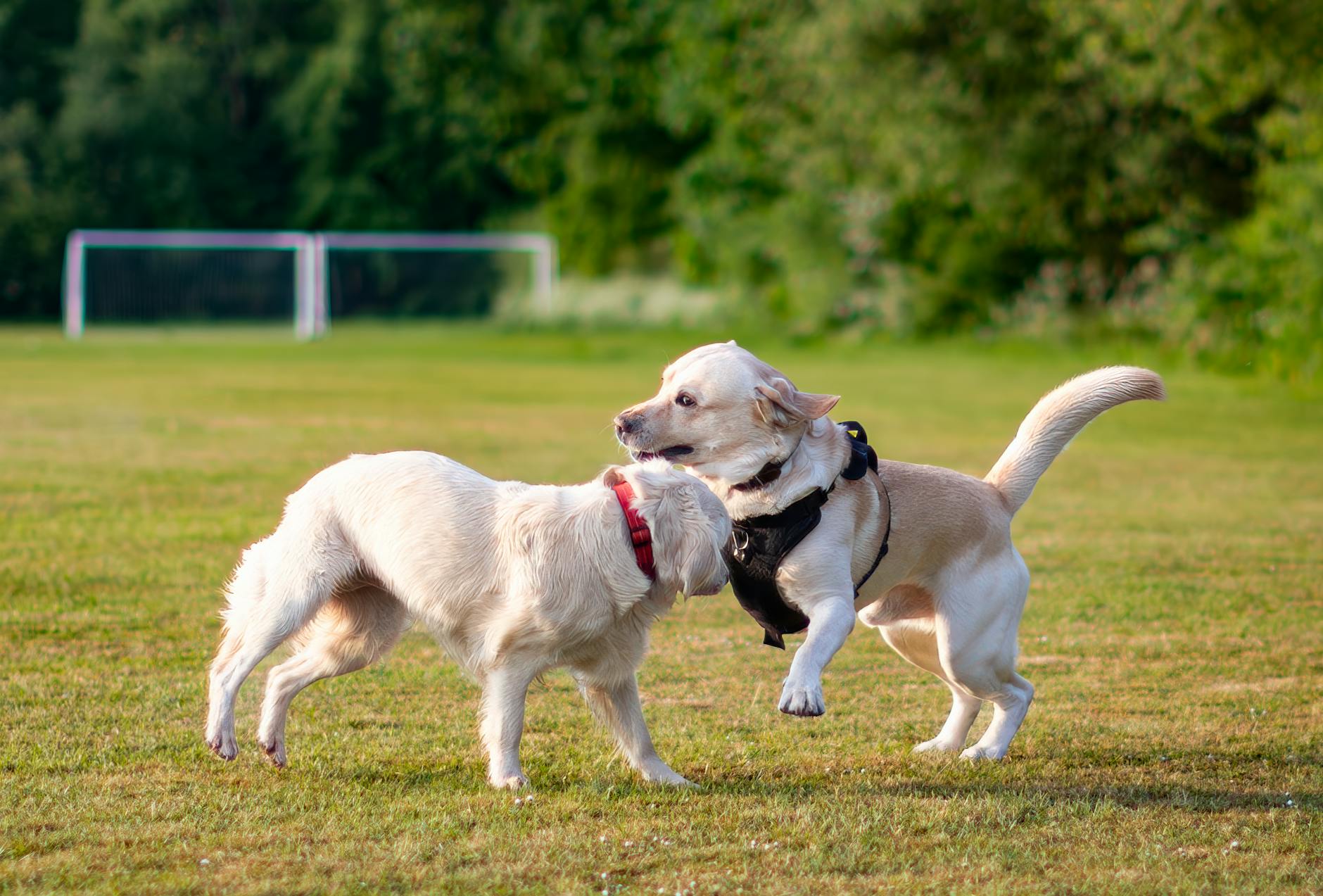 Parliament urged to recognize animal sentience - Canadian Affairs